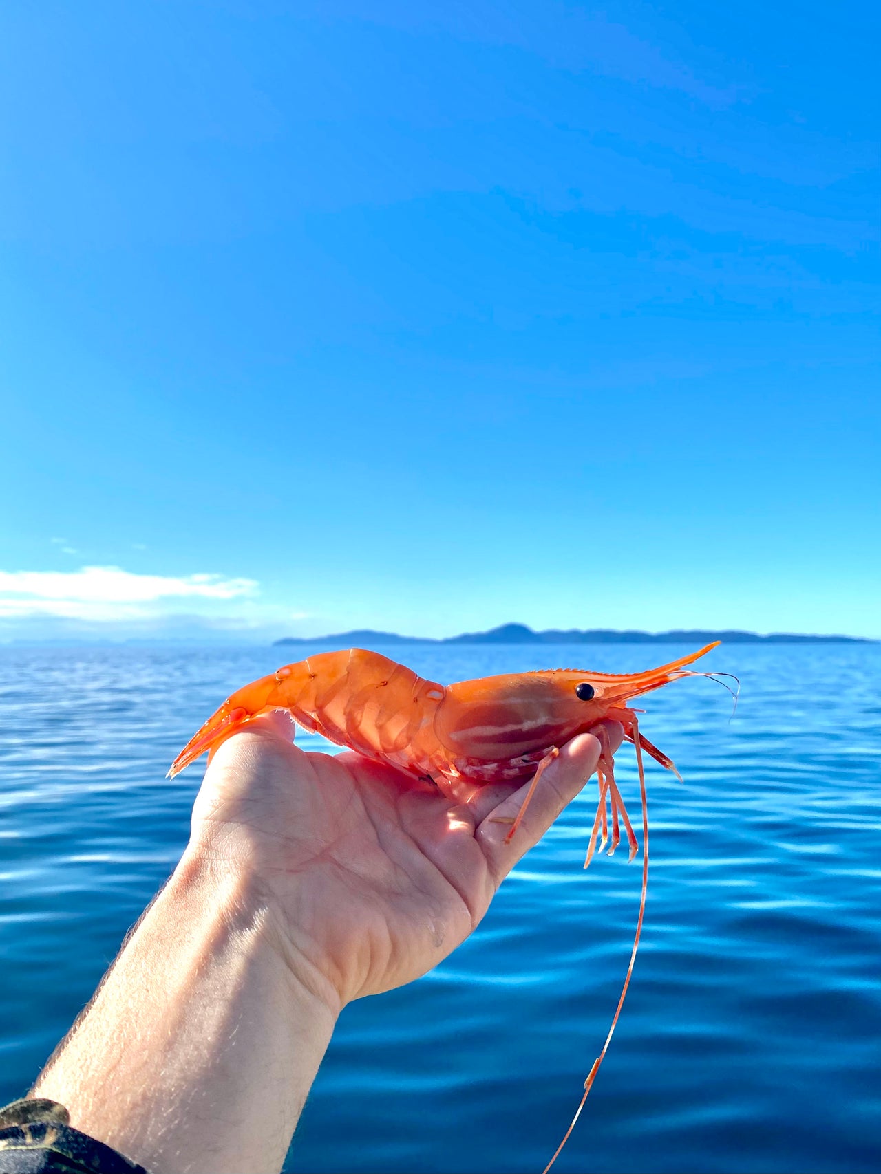 Processing & Supplying the Most Flavorful Fish in Alaska | Jolly Wally ...